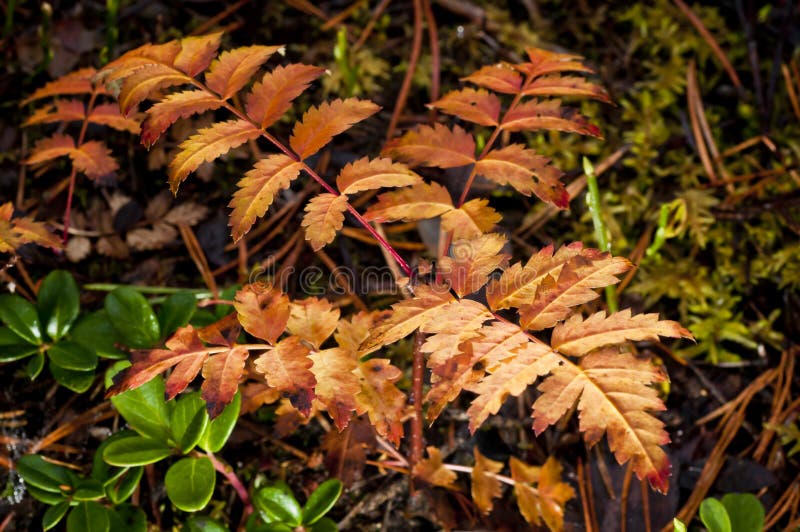 Small rowan stock image. Image of nature, natural, rowan - 27271913