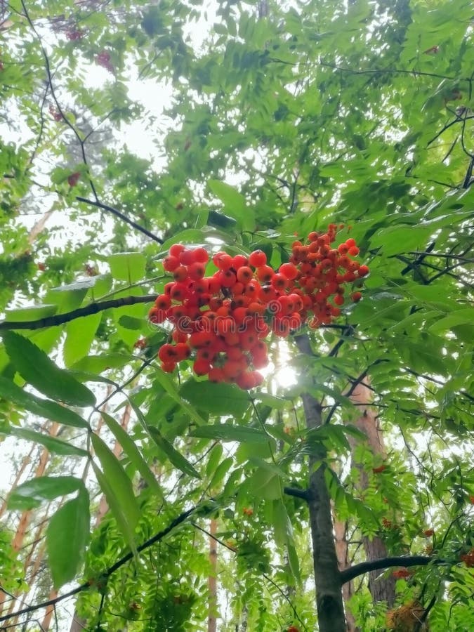 Small Rowan Berries, a Branch with Berries, Green Leaves on a Tree, a ...