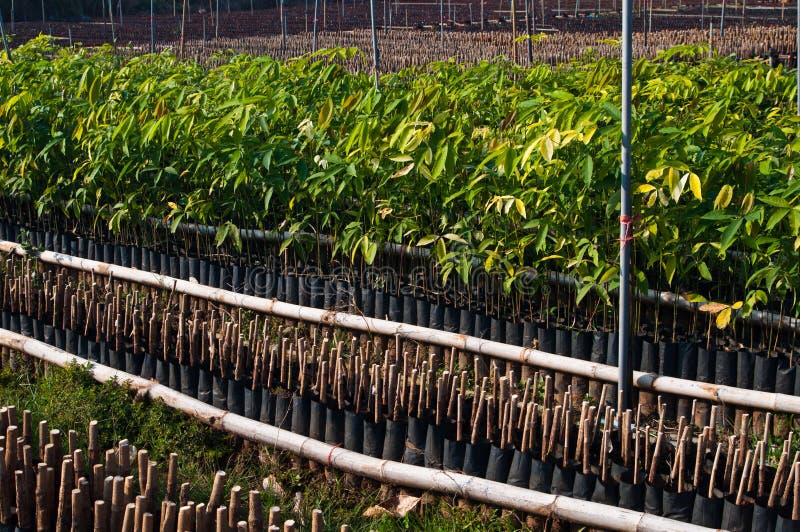 Seedlings of rubber trees stock photo. Image of growth - 22519218