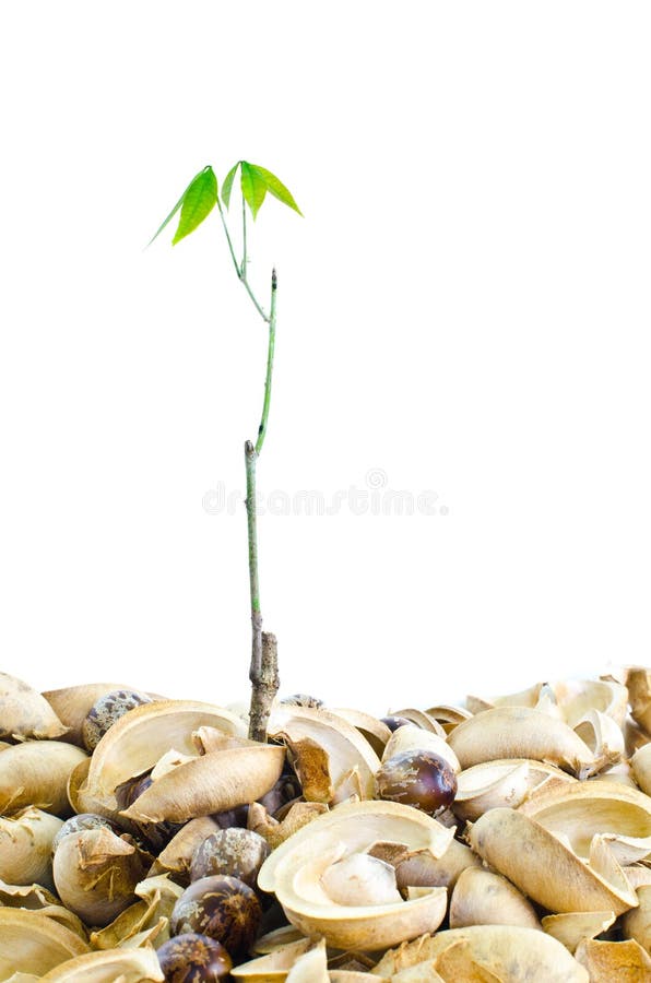 Small rubber tree. stock image. Image of flora, hevea - 24835615