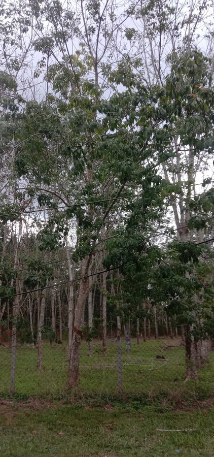 Small Rubber Trees in a Large Rubber Forest Stock Photo - Image of ...