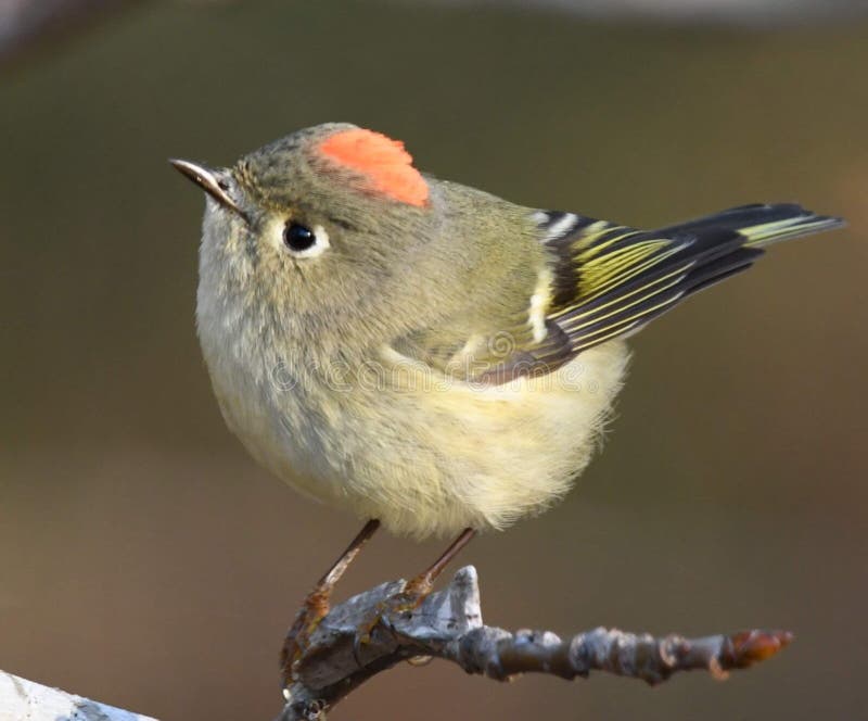 Small Ruby-crowned Kinglet Bird Perched on a Branch, Ready To Take Flight Stock Image - Image of ...