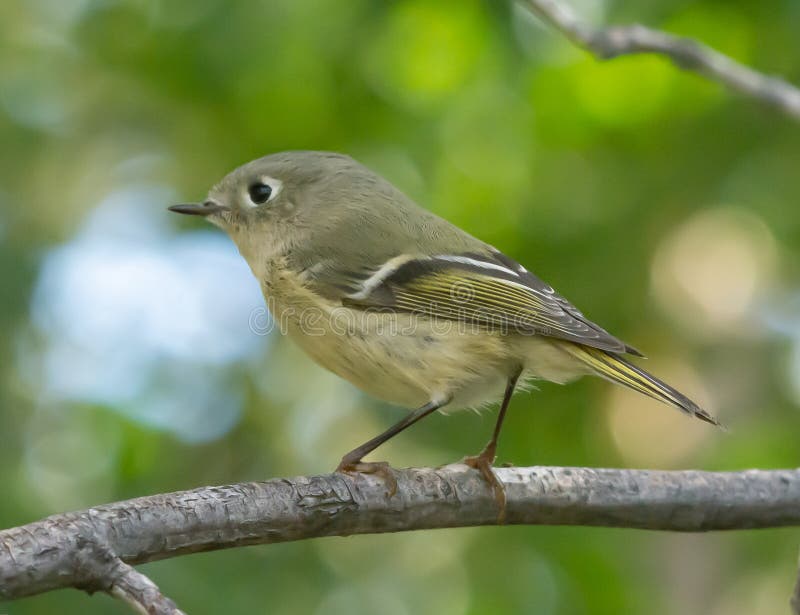 Ruby-crowned Kinglet. stock photo. Image of wildlife - 310154222