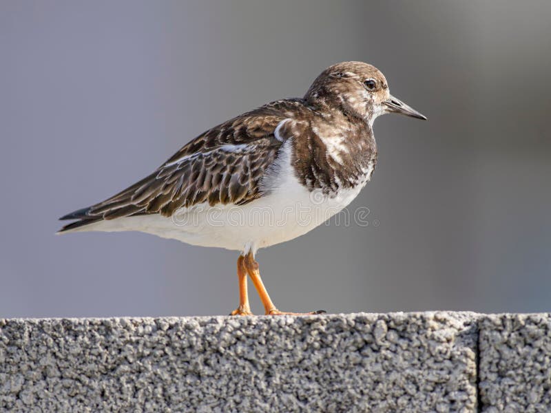 Small Ruddy Turnstone Bird Perched on a Concrete Ledge, Peering Around ...