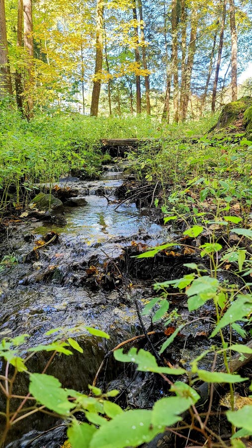 Small Running Creek with Plants Stock Image - Image of leaf, vegetation ...