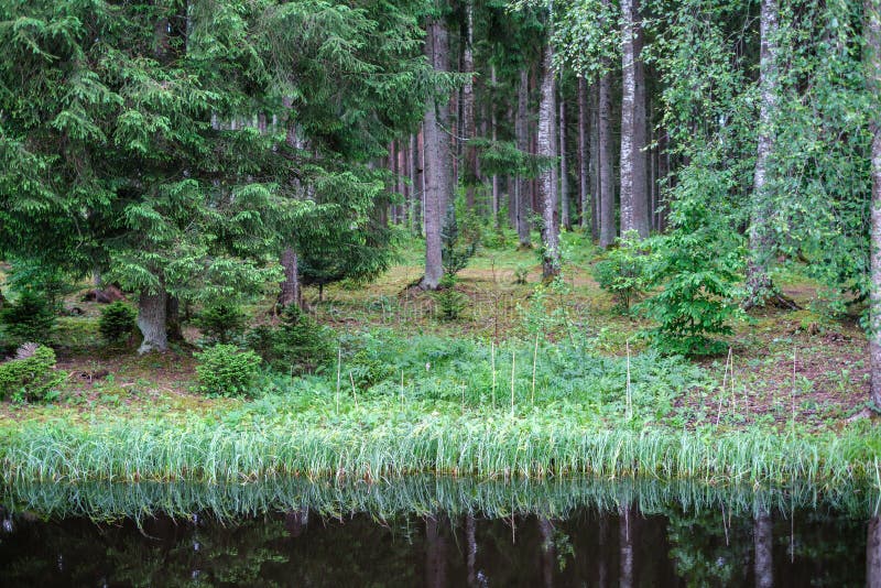 Small Rural Pond with Grass and Reflections in Water Stock Photo ...