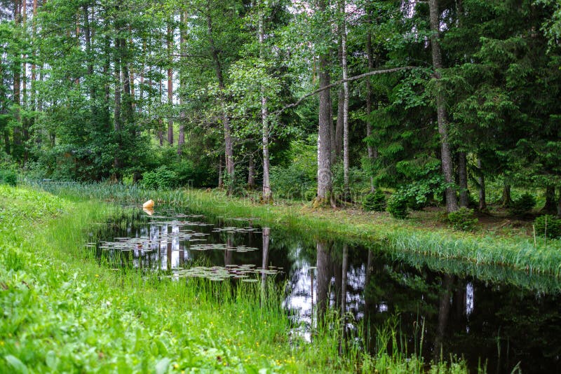 Small Rural Pond with Grass and Reflections in Water Stock Image ...
