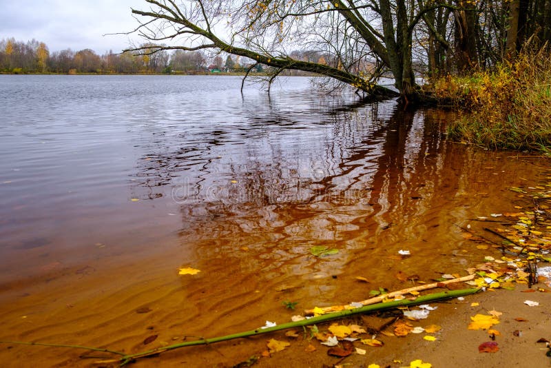 Small Rural Pond with Grass and Reflections in Water Stock Image ...