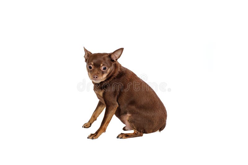 Small Sad Dog Sitting Isolated Stock Photo - Image of small, pedigree ...