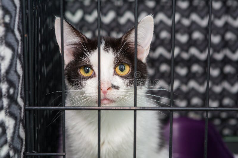 Small, Sad Kitten Sits in a Cage Stock Image - Image of shelter ...