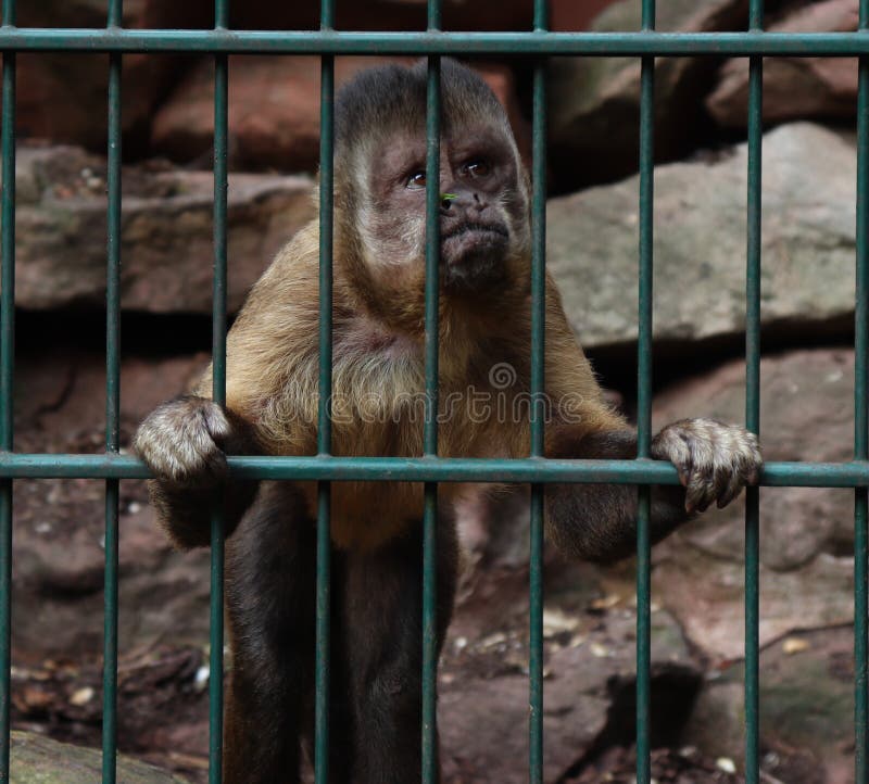 Monkey Looking Out of His Cage Stock Photo - Image of alone, mammal ...