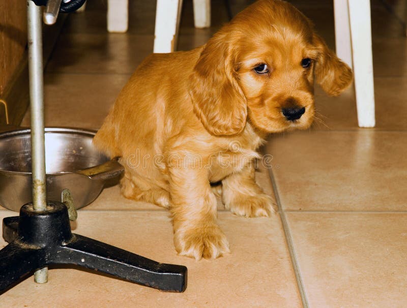 The Small Sad Puppy. Picture Image: 3229539