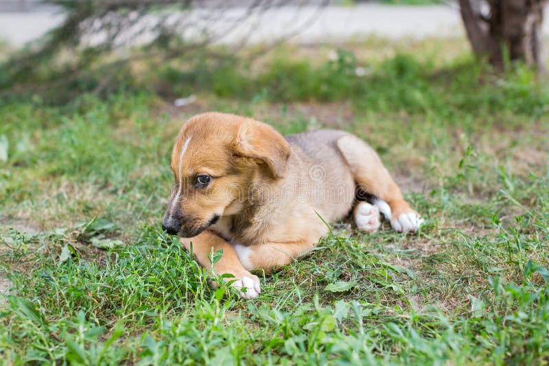 Small sad puppy stock photo. Image of pedigree, nature - 226743138