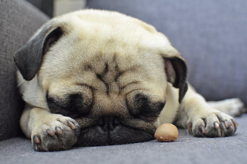 Sad Pug Puppy stock photo. Image of canine, love, mouth - 5056680