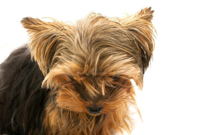 Dwarf Yorkshire Terrier Stock Photos - Free & Royalty-Free Stock Photos ...