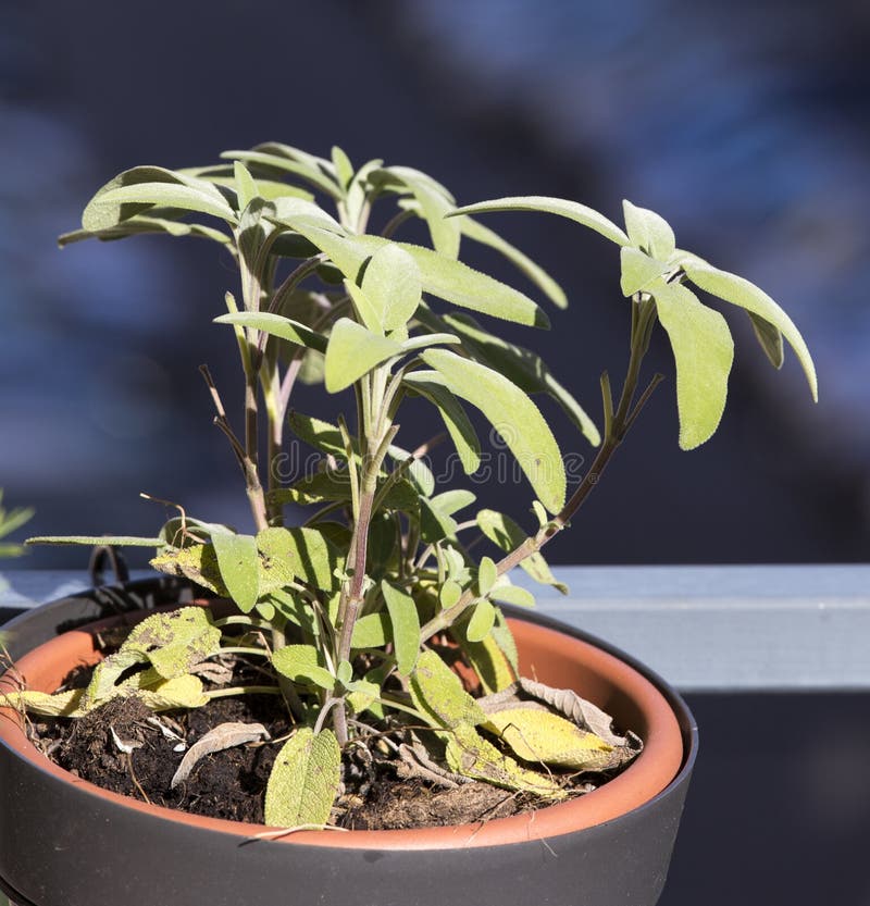 Small Sage Plant in a Sunny Day Stock Image - Image of isolated, leaf ...