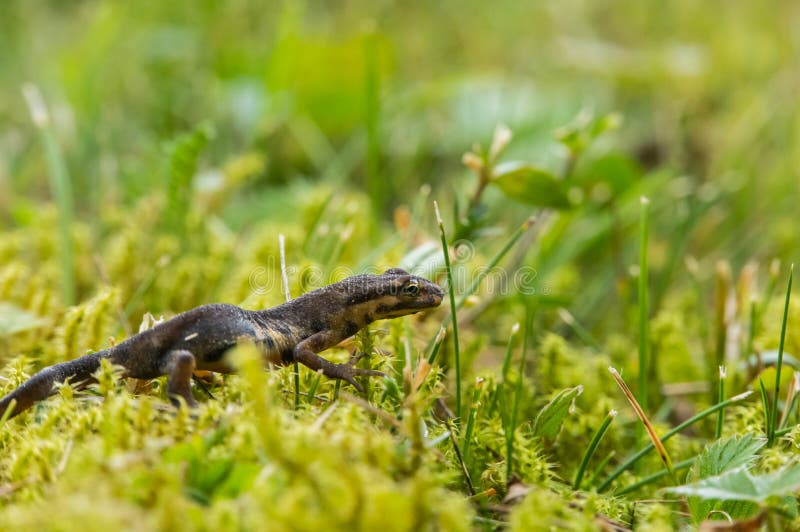 Small Salamanders Playing on Sand Stock Photo - Image of animals ...