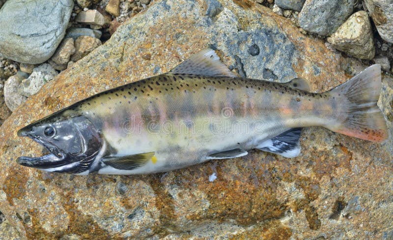 Small salmon 1 stock photo. Image of seafood, fish, animal - 16452478