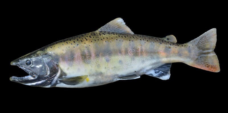 Small salmon 6 stock photo. Image of close, fishing, food - 17080846