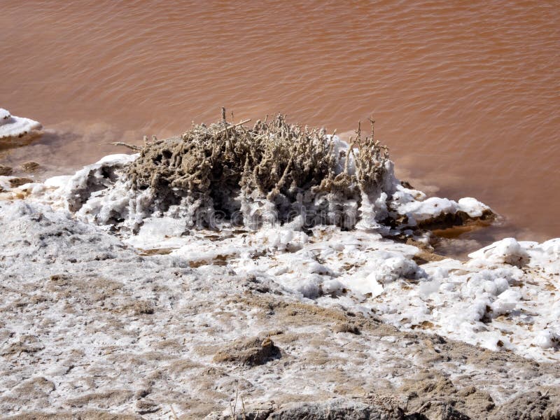 Brown Bacteria Texture Background. Texture of Microbes Viruses Germs ...