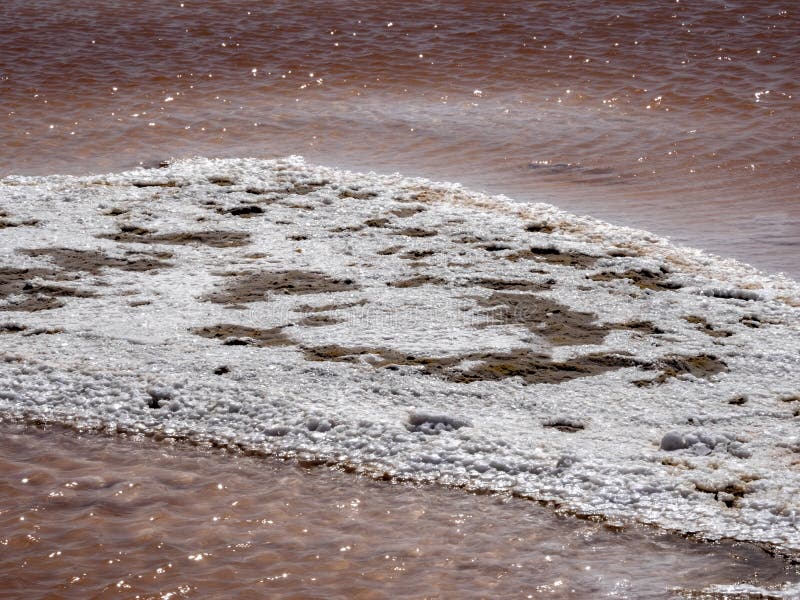 Brown Bacteria Texture Background. Texture of Microbes Viruses Germs ...