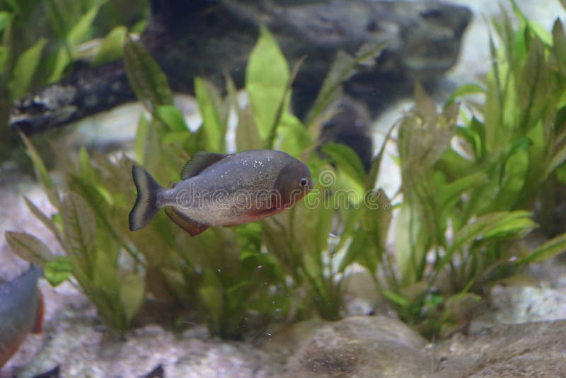 Small Saltwater Fish Swimming among the Plants Stock Image - Image of ...