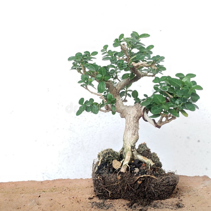 Afterenon Stock Photos - Free & Royalty-Free Stock Photos from Dreamstime