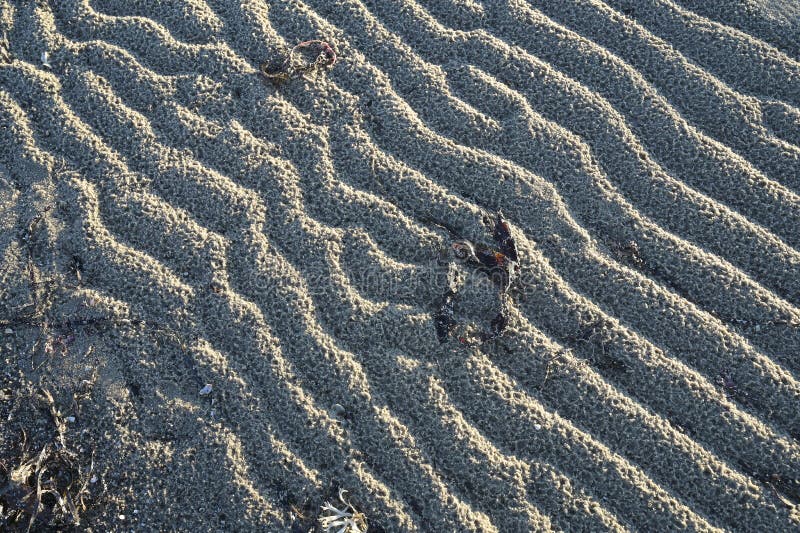 Small Sand Dunes on the Beach in the Evening Sun Stock Image - Image of ...
