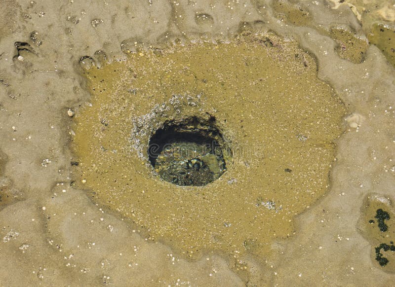 A Small Sand Hole in the Seabed with Shells Stock Photo - Image of ...