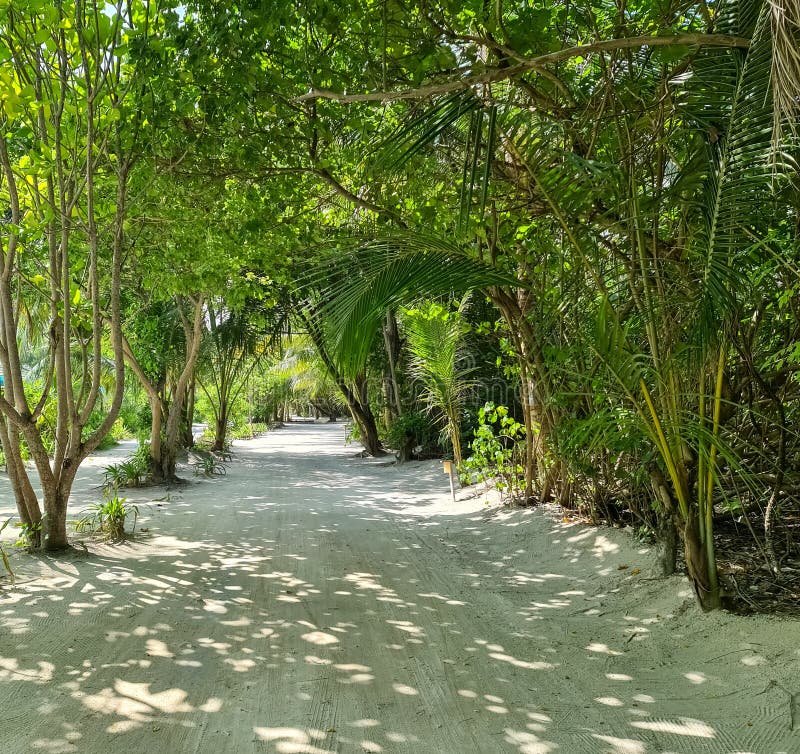 A Small Sand Path with Palm Trees in the Beautiful Maldives Stock Photo ...