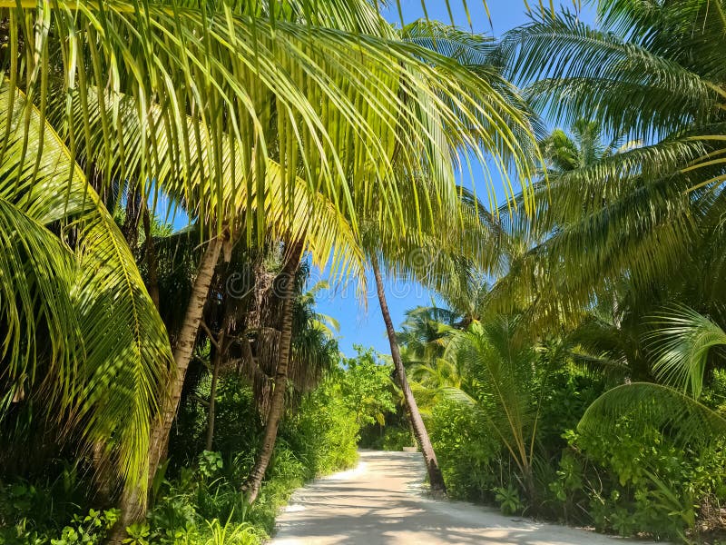 A Small Sand Path with Palm Trees in the Beautiful Maldives Stock Photo ...