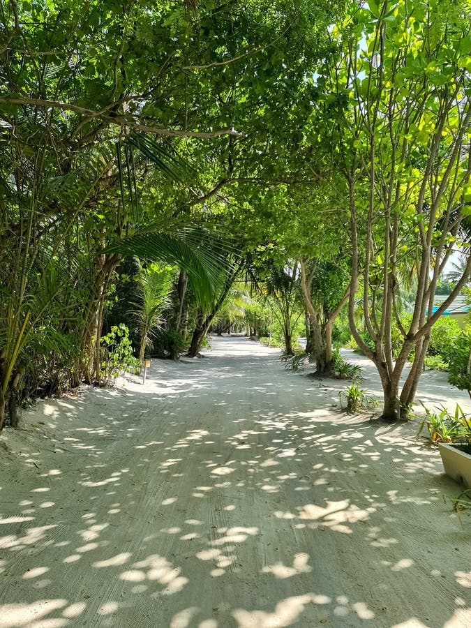 A Small Sand Path with Palm Trees in the Beautiful Maldives Stock Image ...