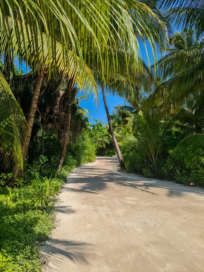 A Small Sand Path with Palm Trees in the Beautiful Maldives Stock Photo ...