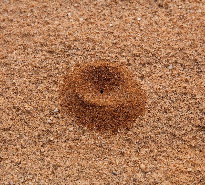 Small Sand Pile in Desert Formed by Ant Stock Photo - Image of textured ...