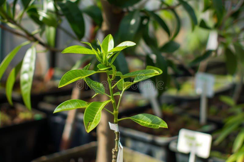Small Sandalwood Tree in Greenhouse with Tag Stock Image - Image of ...