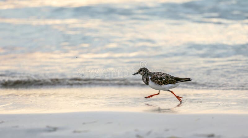 Small Sandpiper Bird is Running on an Ocean Shore at Sunset Stock Photo ...