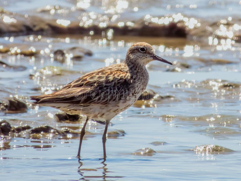 Sharp-tailed Sandpiper in Queensland Australia Stock Image - Image of ...