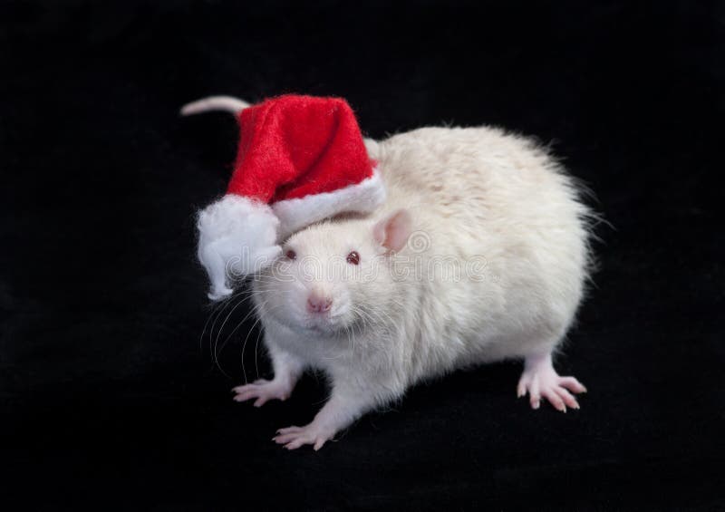 Rat Santa Claus stock photo. Image of fluffy, mammal - 17220660