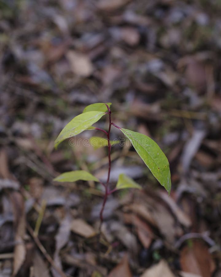 A Small Fir Sapling in the Dense Green Lush Forest Stock Photo - Image ...