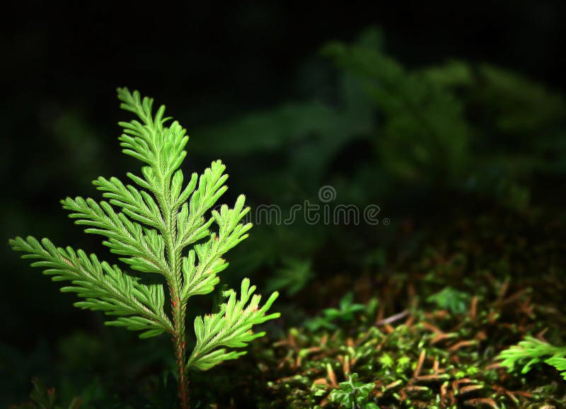 Sapling of Trees are Growing. Stock Image - Image of cultivation ...