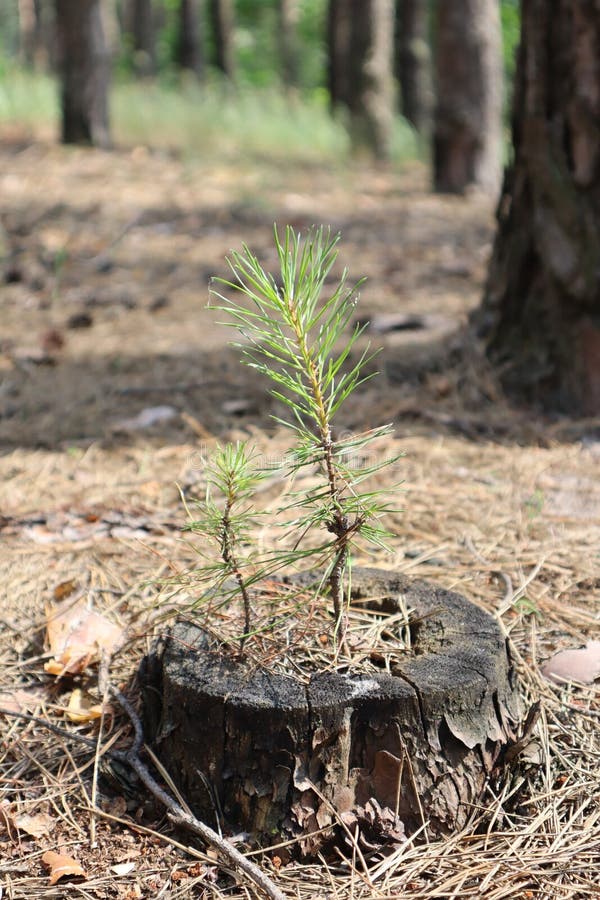 Small Sapling of Pine Growing in the Forest. Stock Image - Image of ...