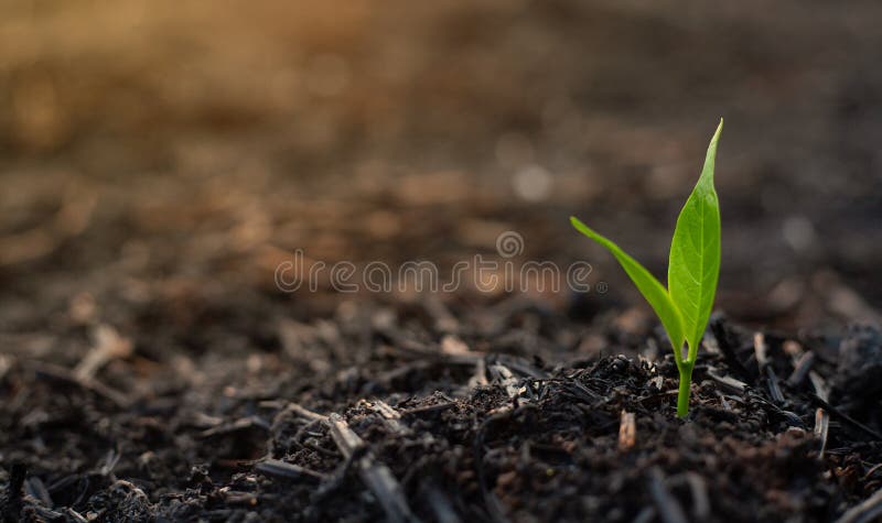 Small Sapling. the Seedlings Grow Under Sunlight and in Ash Areas after ...