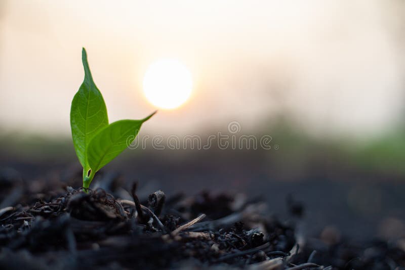 Small Sapling. the Seedlings Grow Under Sunlight and in Ash Areas after ...