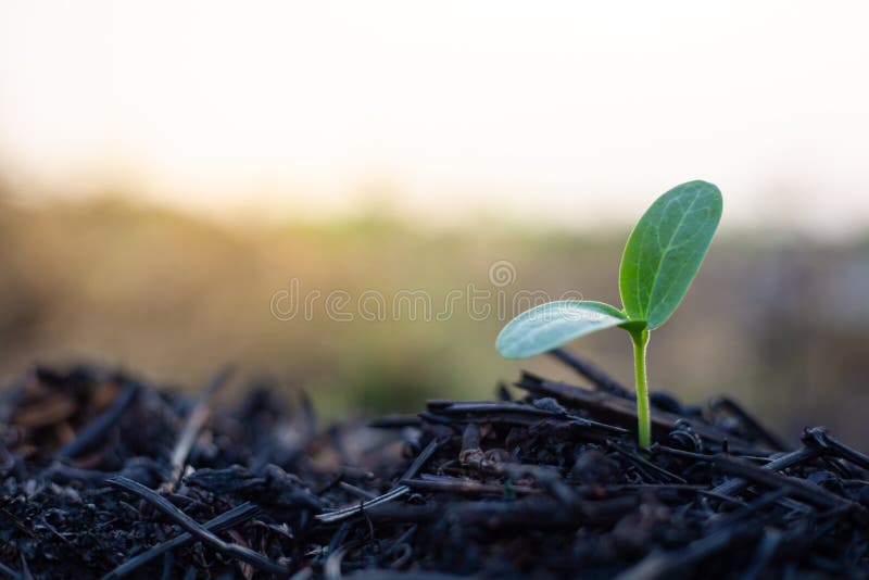 Small Sapling. the Seedlings Grow Under Sunlight. Stock Photo - Image ...