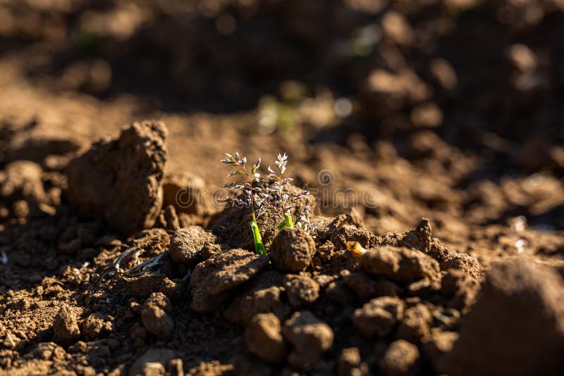 A Small Sapling Sprouting through Thick Soil on a Farm Field, Growth ...