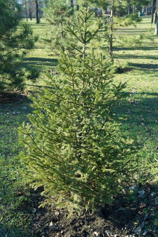 997 Young Spruce Sapling Photos - Free & Royalty-Free Stock Photos from ...