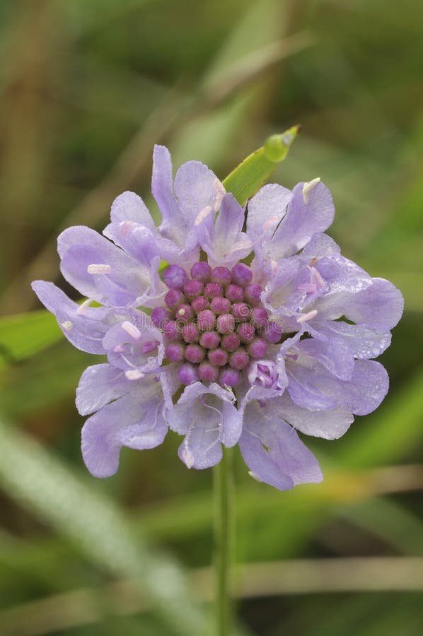 Small Scabious Flower stock image. Image of anthers, plant - 27006399