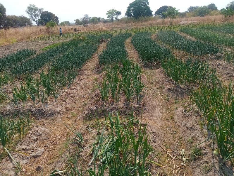 Small scale onion farming stock photo. Image of field - 261096368