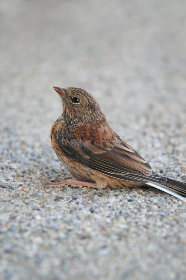Small Scared Sparrow on the Ground Stock Image - Image of cute ...