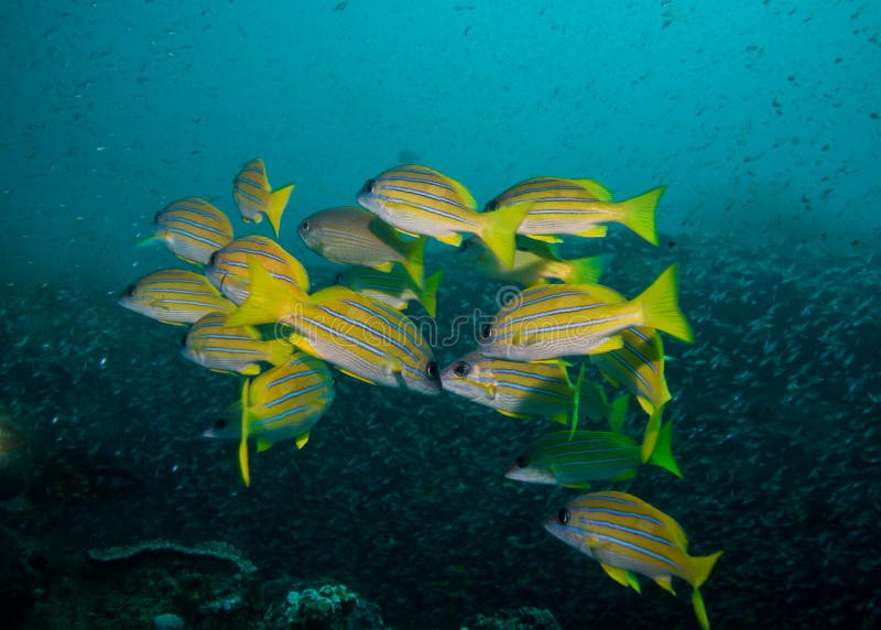 Small School of Bluebanded Snappers Stock Photo - Image of snappers ...